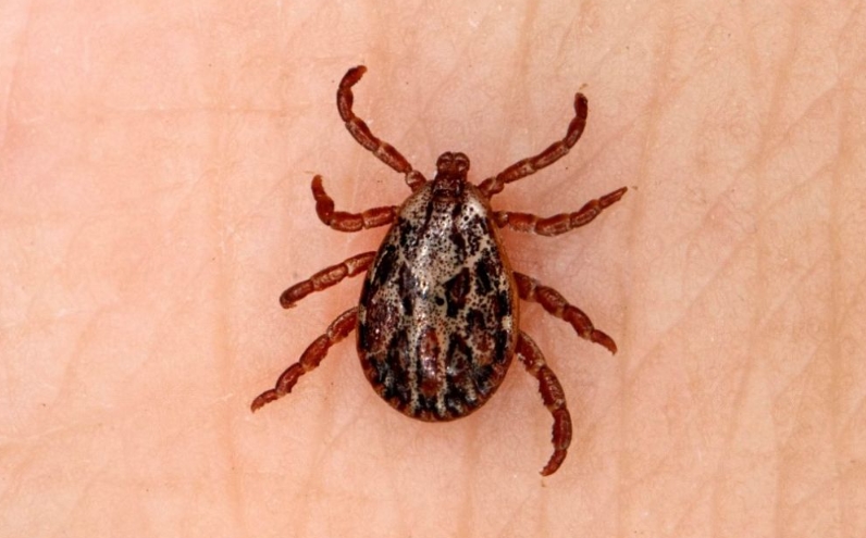 Açık alanda çalışanlar dikkat! Hava ısındı, kene tehlikesi ortaya çıktı ...