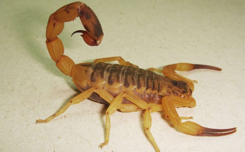 Sıcak havalarda ortaya çıkıyor! İşte akrep sokmalarına karşı hayat ...