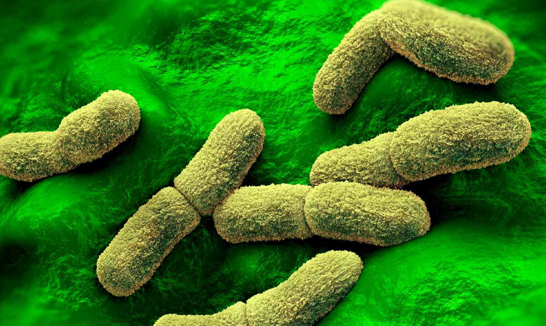 Kara ölüm tehlikesi! Orta Çağ'ın mirası hıyarcıklı veba geri döndü ...