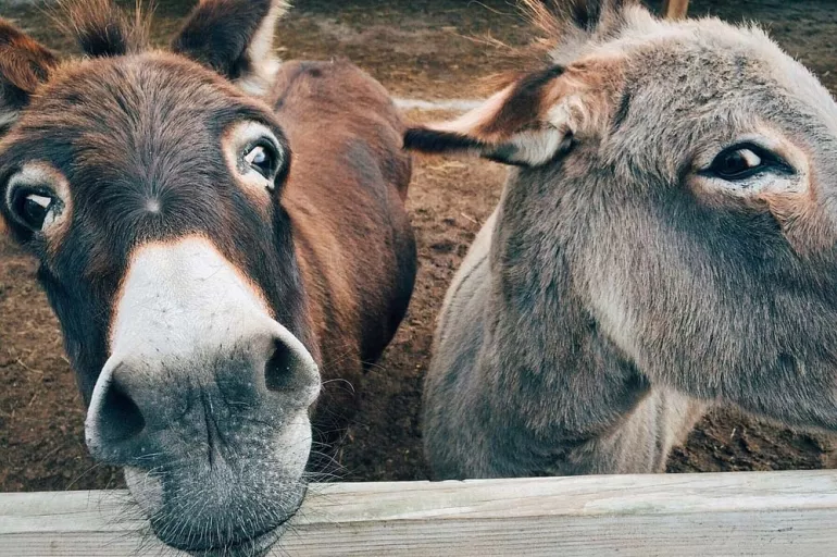 Rüyada eşek görmek ne demek? Rüyada eşeğe binmek ne anlama geliyor ... Rüyada eşek görmek ne demek? Rüyada eşeğe binmek ne anlama geliyor ...