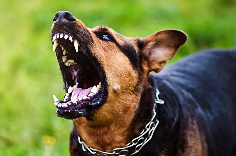 Kuduz nedir, kuduz hastalığı belirtileri nelerdir, temas yoluyla ...